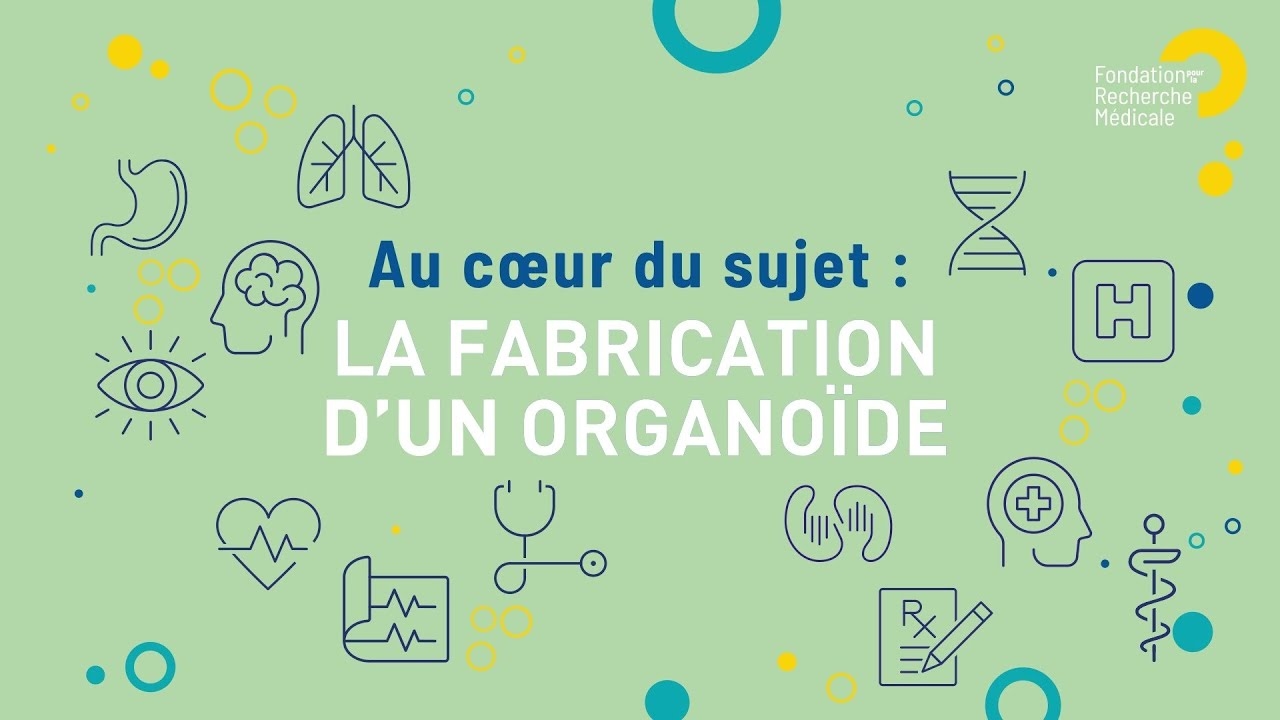 Tout savoir sur les organoïdes | Fondation pour la Recherche Médicale (FRM)