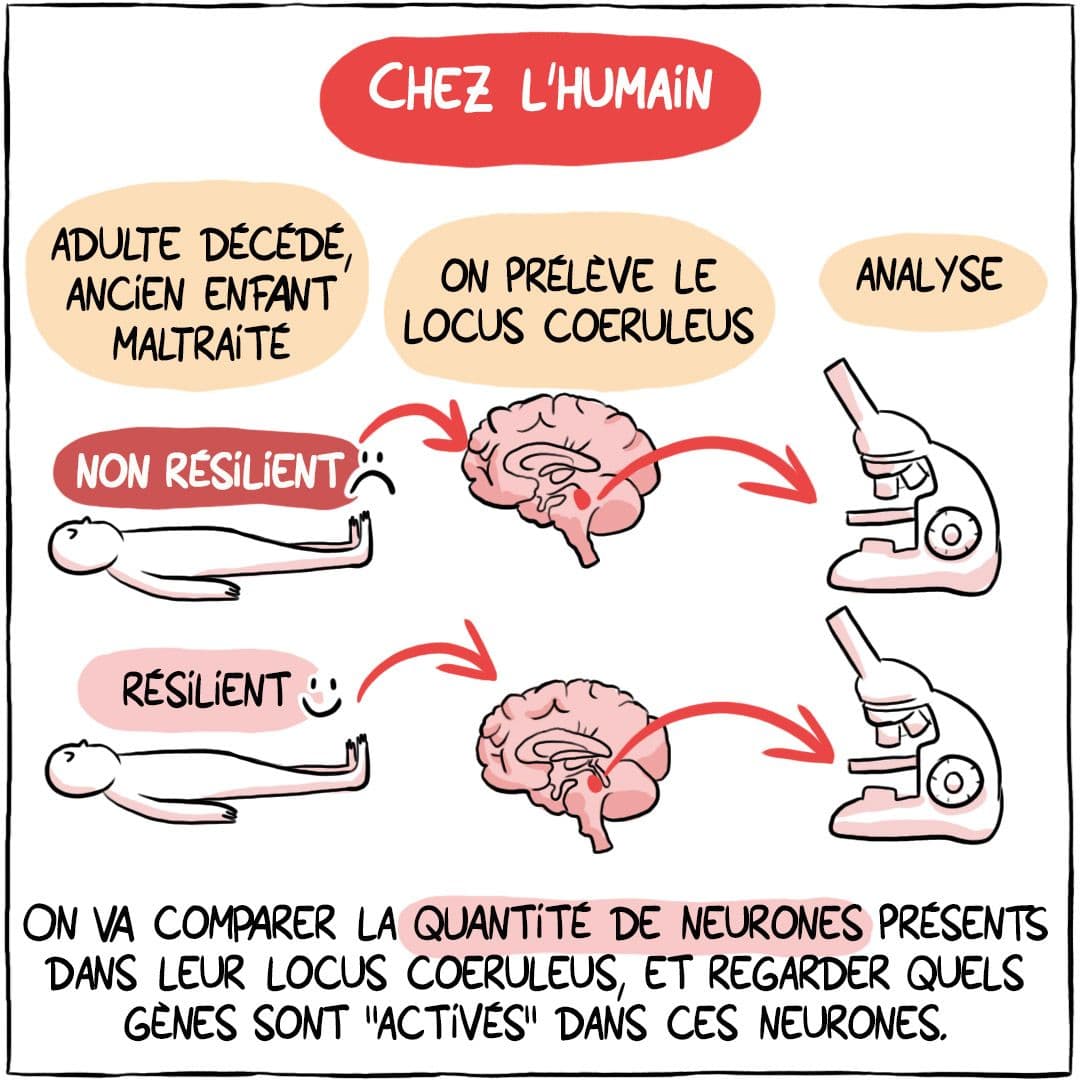 Maltraitances durant l'enfance : comprendre les mécanismes de résilience pour traiter ou ...