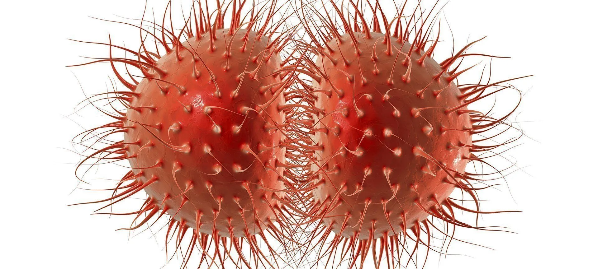 Méningite : causes, symptômes, traitements | Dossier FRM | Fondation ...