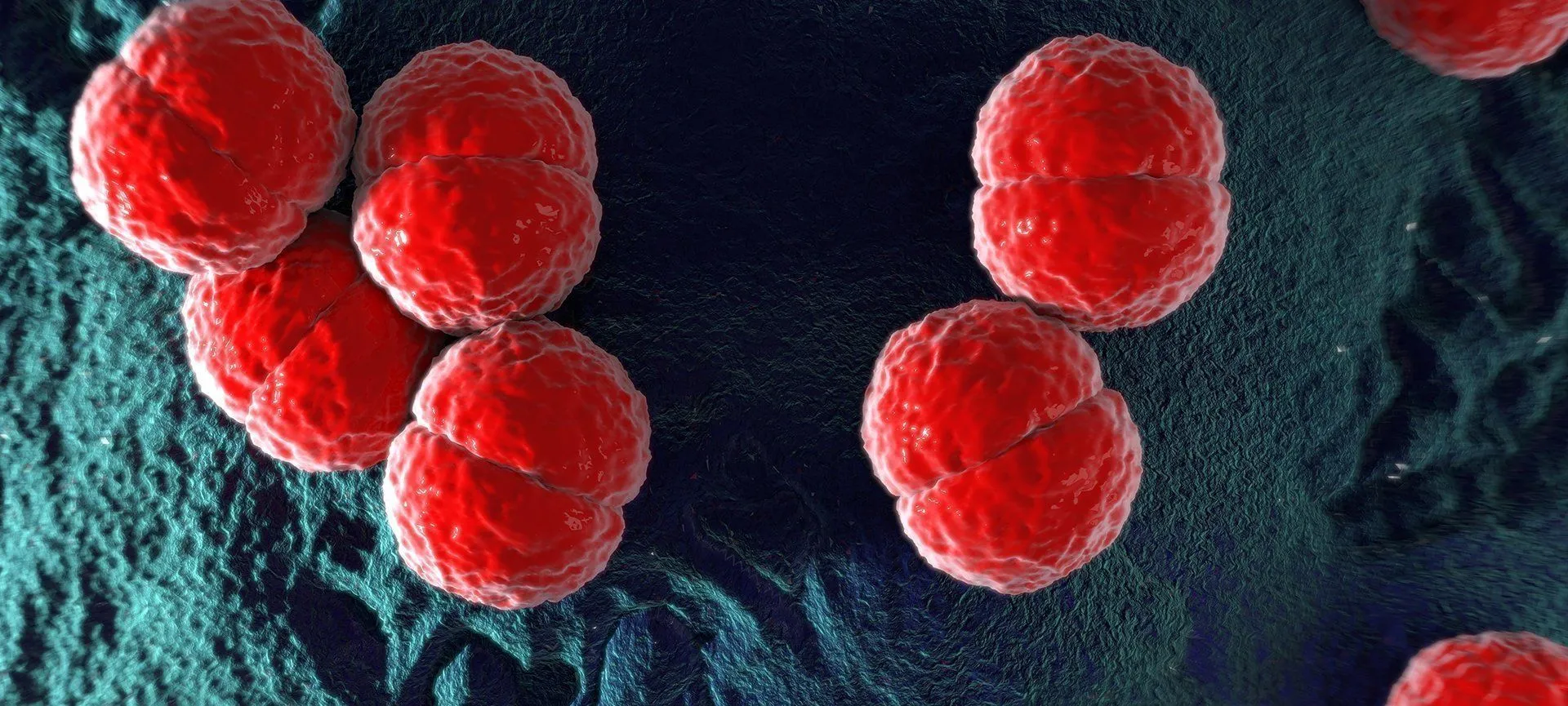 Méningite : une meilleure compréhension des mécanismes d’infection ...